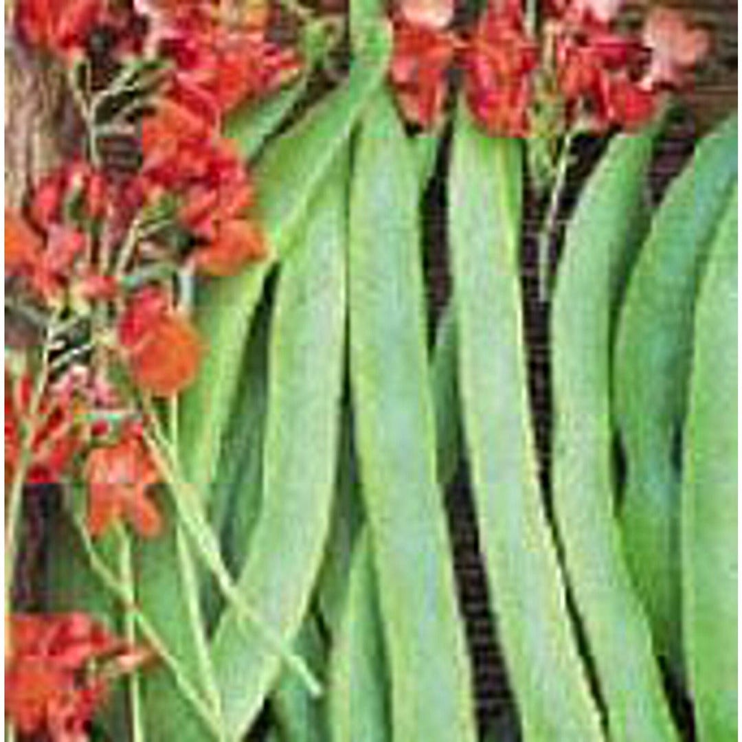 Prizewinner Runner Beans Seeds - Etsy