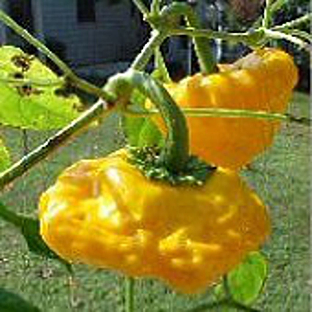 Jamaican Gold Hot Peppers Seeds - Etsy