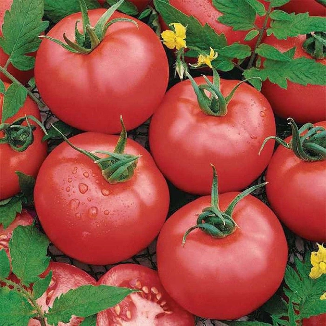 Brandymaster Tomato Seeds - Etsy