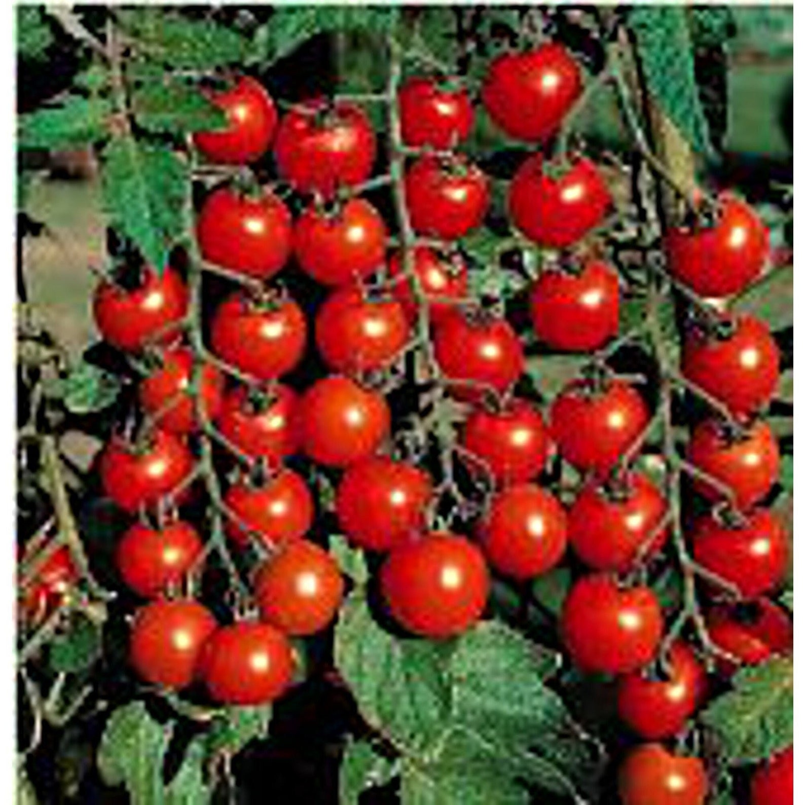 Super Sweet 100 Tomato Seeds - Etsy