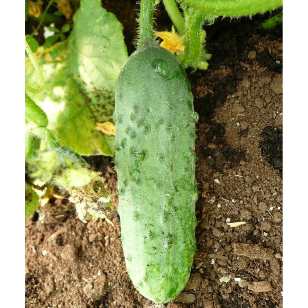 Calypso Cucumber Seeds - Etsy