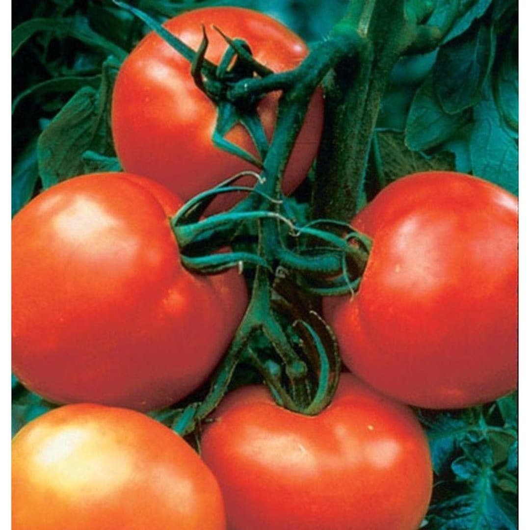 Cobra F1 Hybrid Tomato Seeds - Etsy