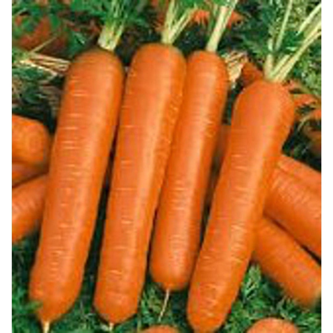 Little Fingers Carrots Seeds - Etsy