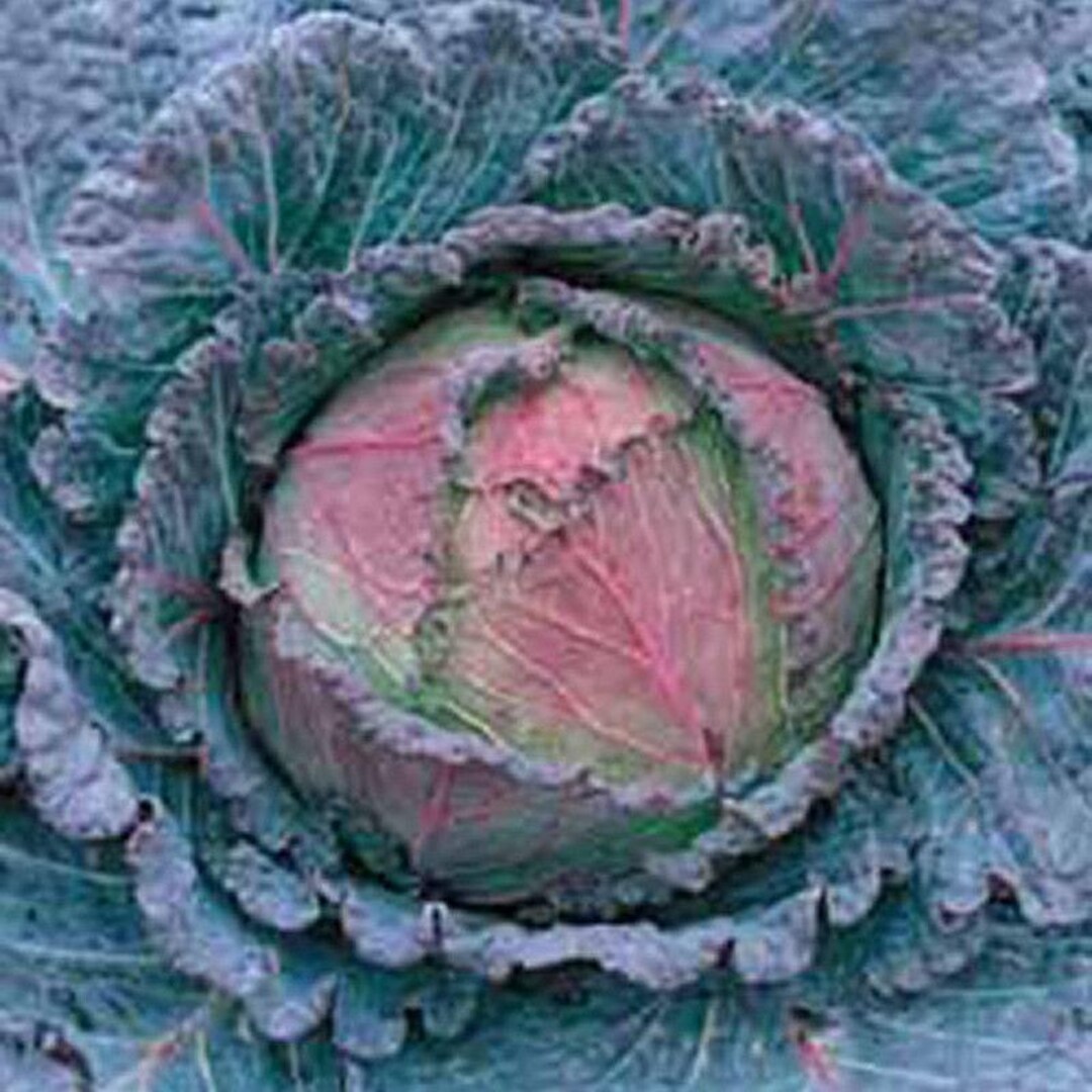 Savoy Cabbage Seeds - Etsy