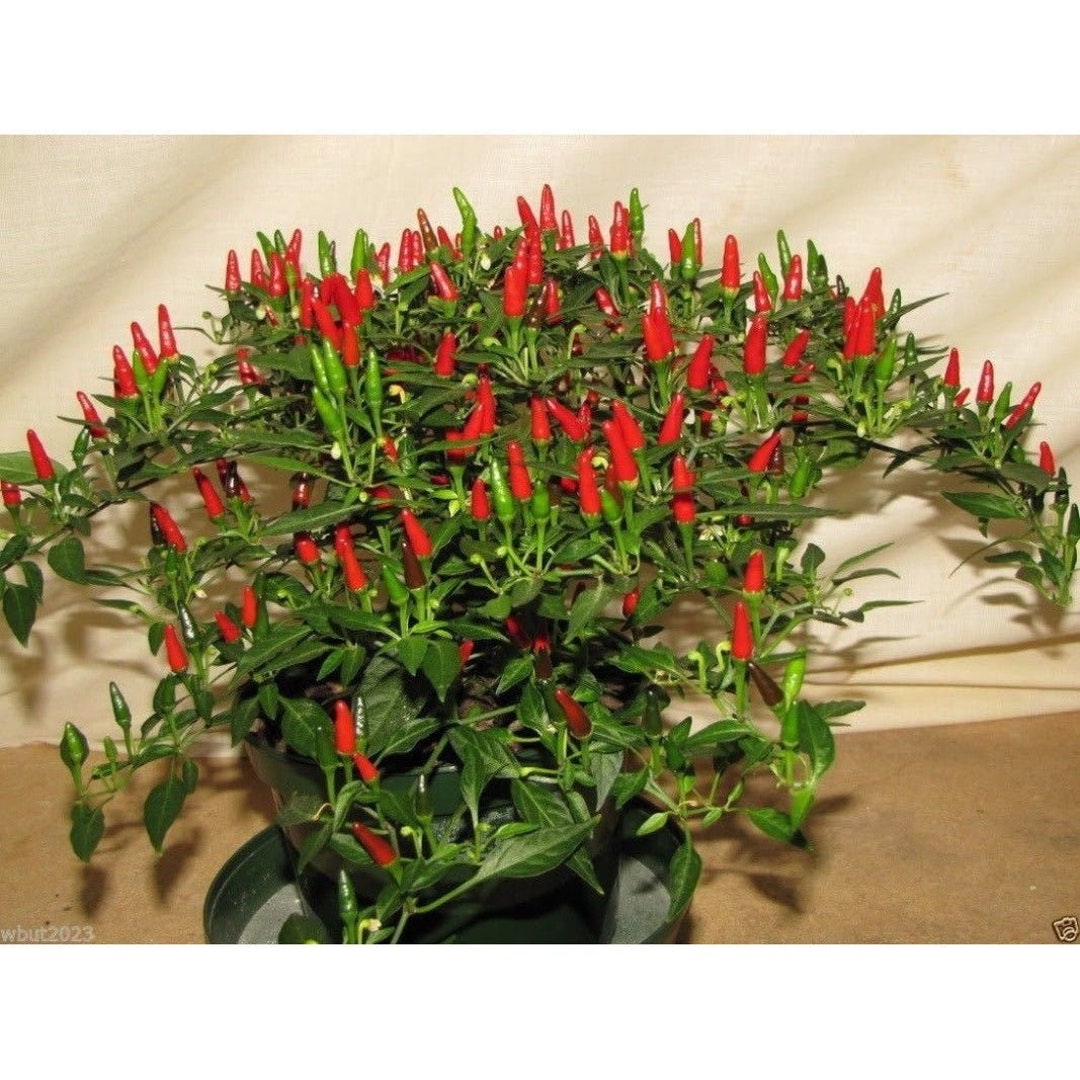 Small Thai Chili Hot Pepper Seeds - Etsy