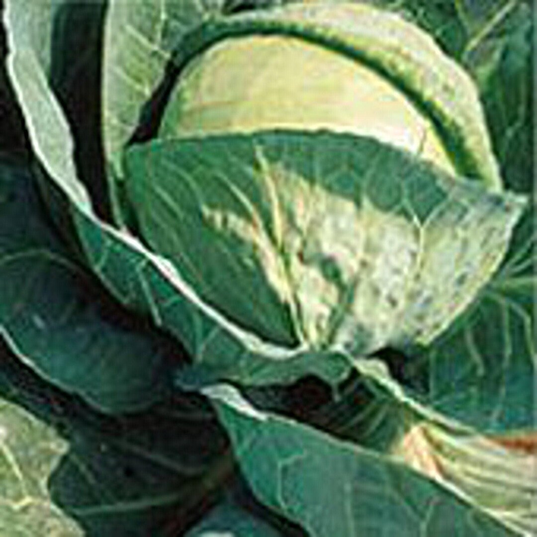 Copenhagen Market Cabbage Seeds - Etsy