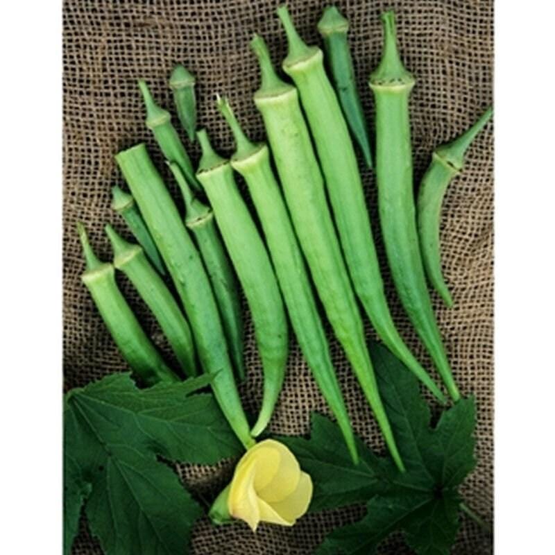 Indian Dwarf Vegetable Plants - Etsy
