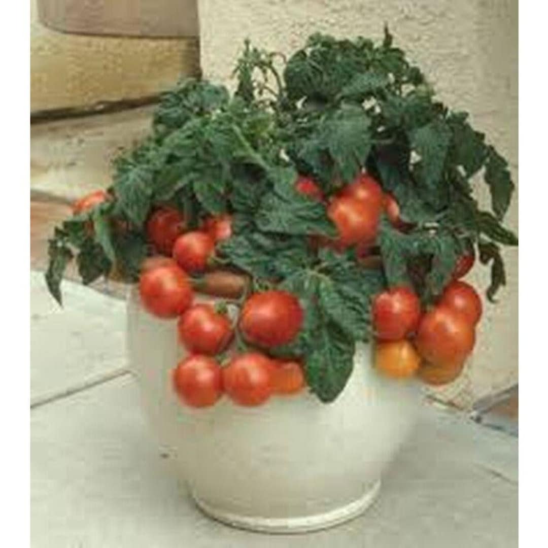 Patio F1 Hybrid Tomato Seeds - Etsy