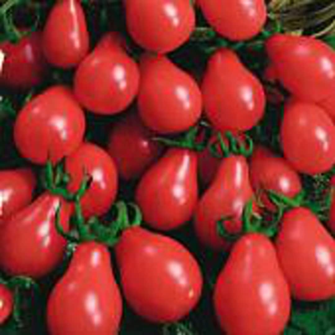 Gum Drop Tomato Seeds - Etsy