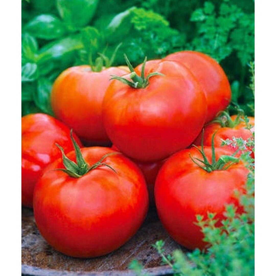Big Daddy F1 Hybrid Tomato Seeds - Etsy
