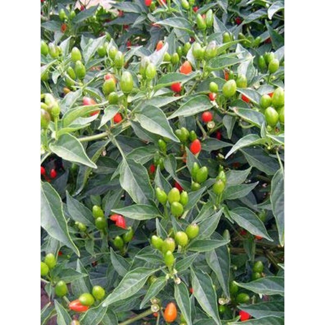 Lisa Piquin Hot Pepper Seeds - Etsy