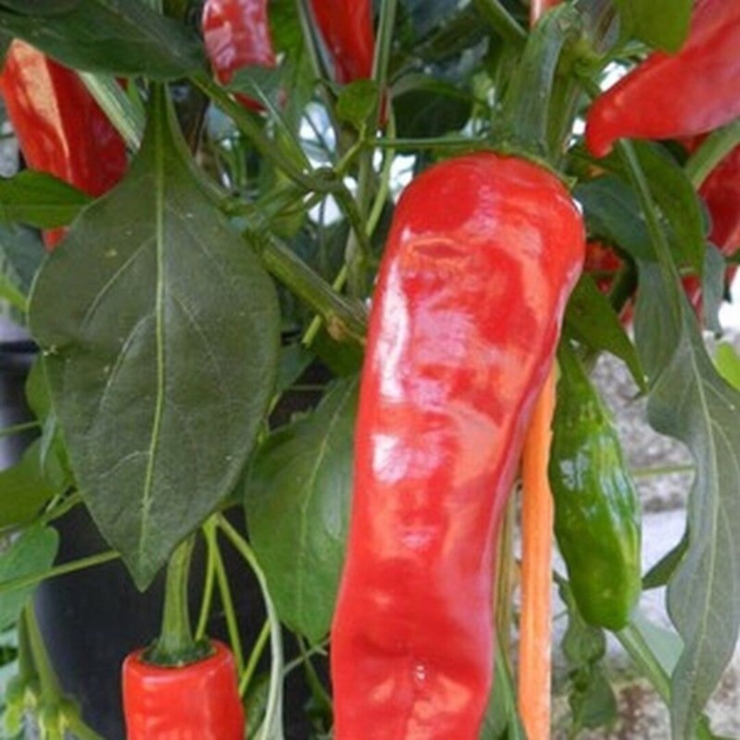 Chervena Chushka Sweet Pepper Seeds - Etsy