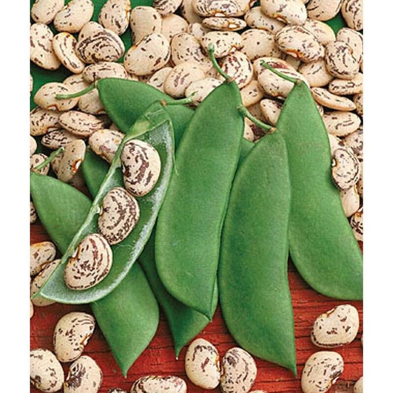 Jackson Wonder Lima Bean Seeds - Etsy