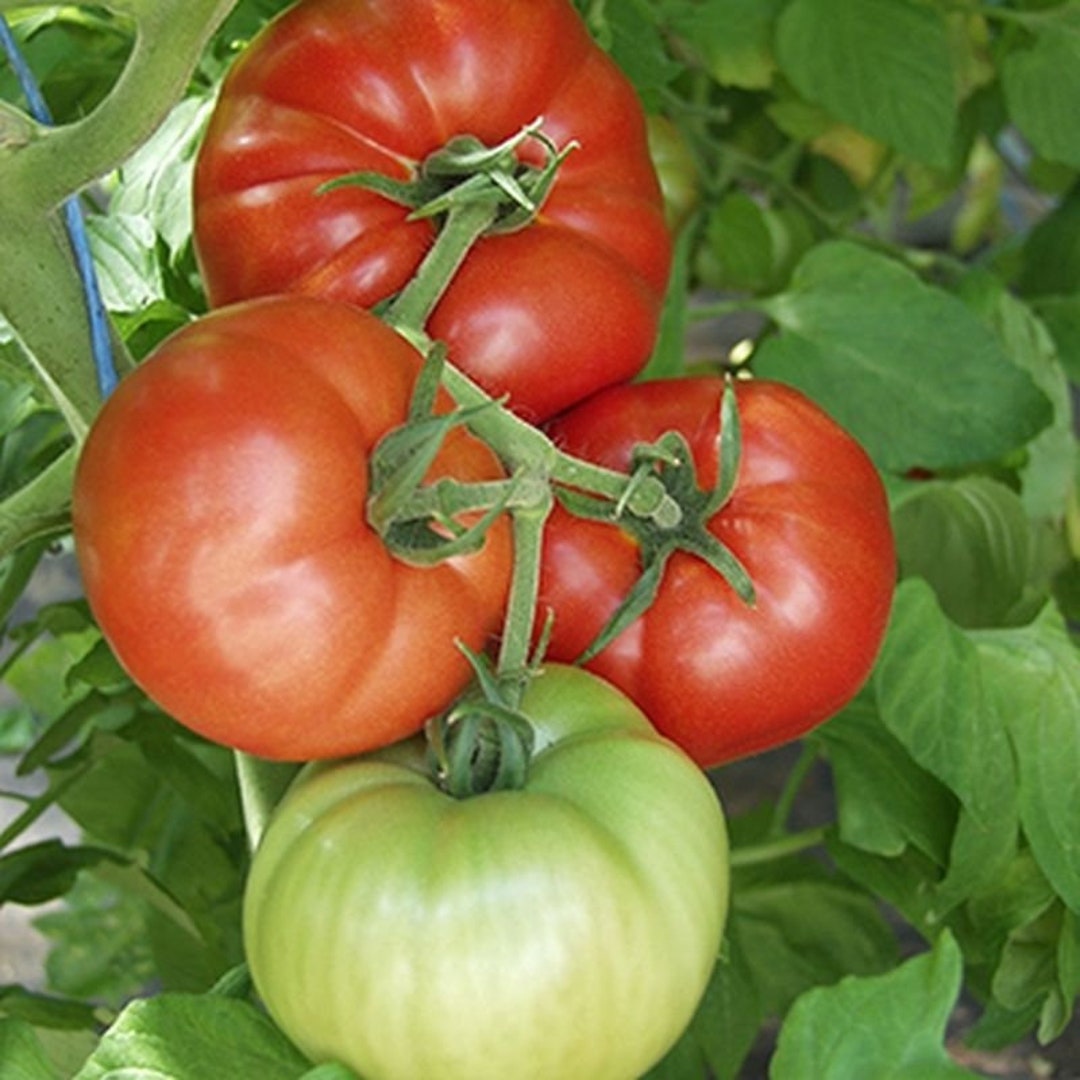Country Taste F1 Hybrid Tomato Seeds - Etsy