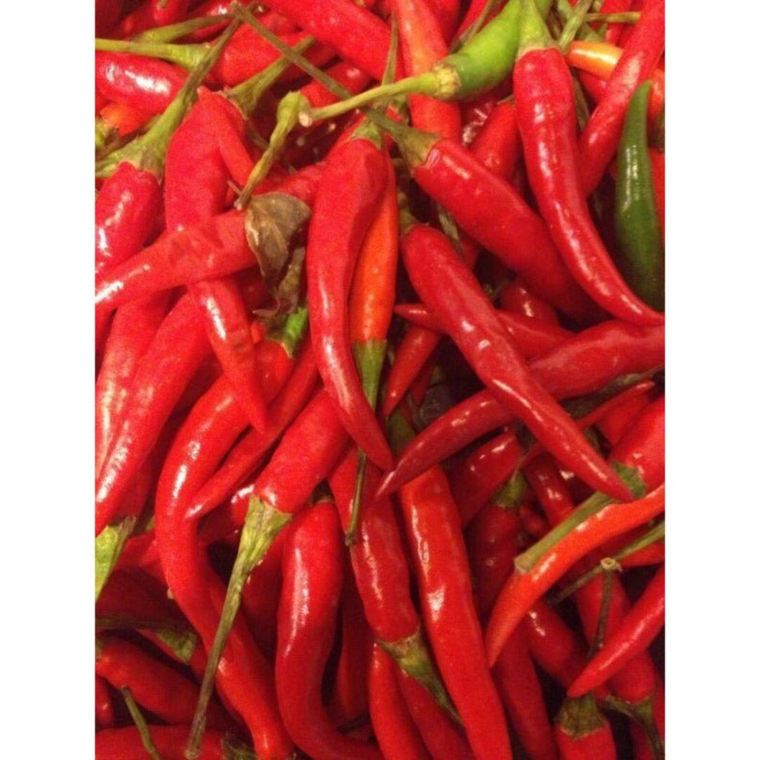 Hanoi Red Hot Pepper Seeds - Etsy