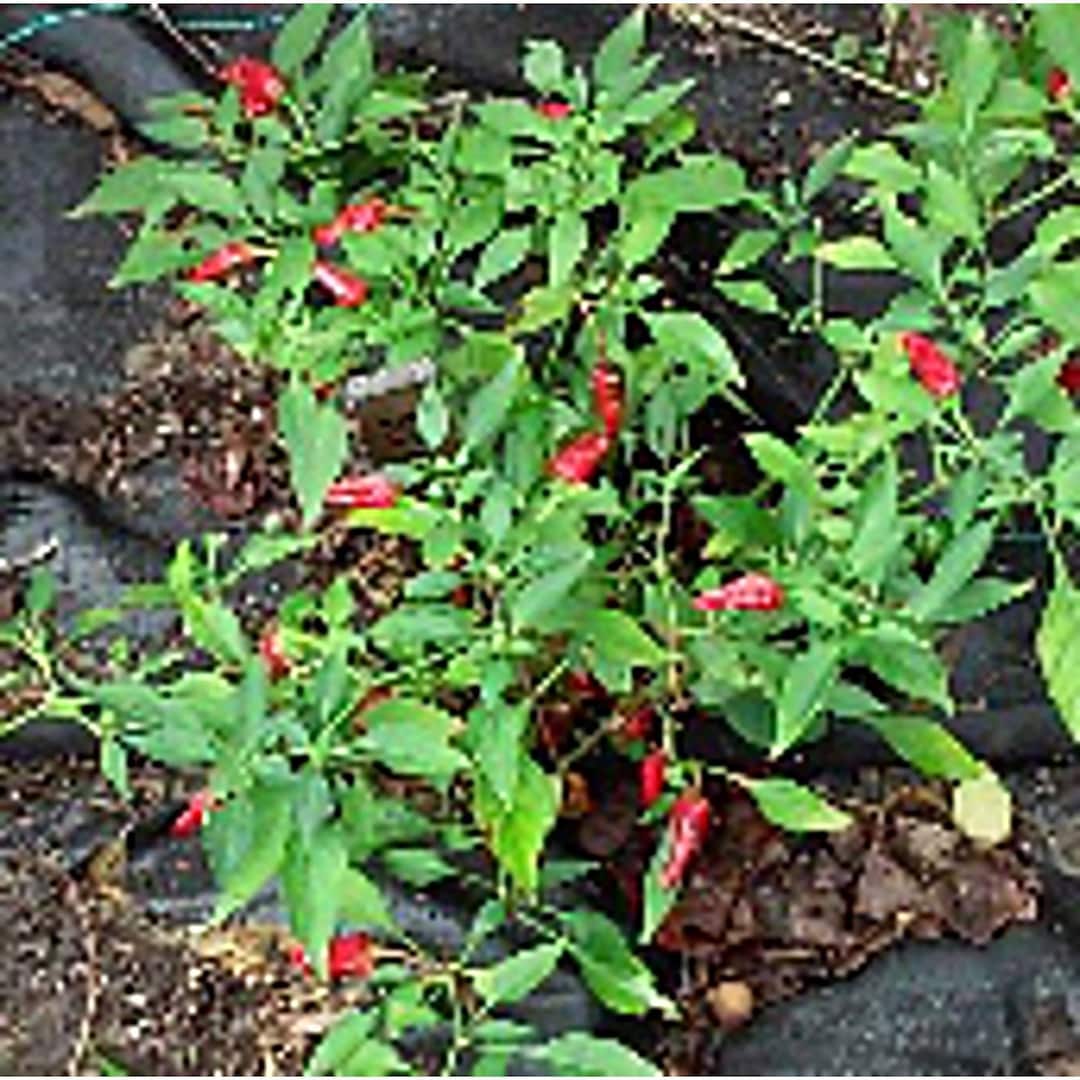 Apache Chile Hot Peppers Seeds - Etsy