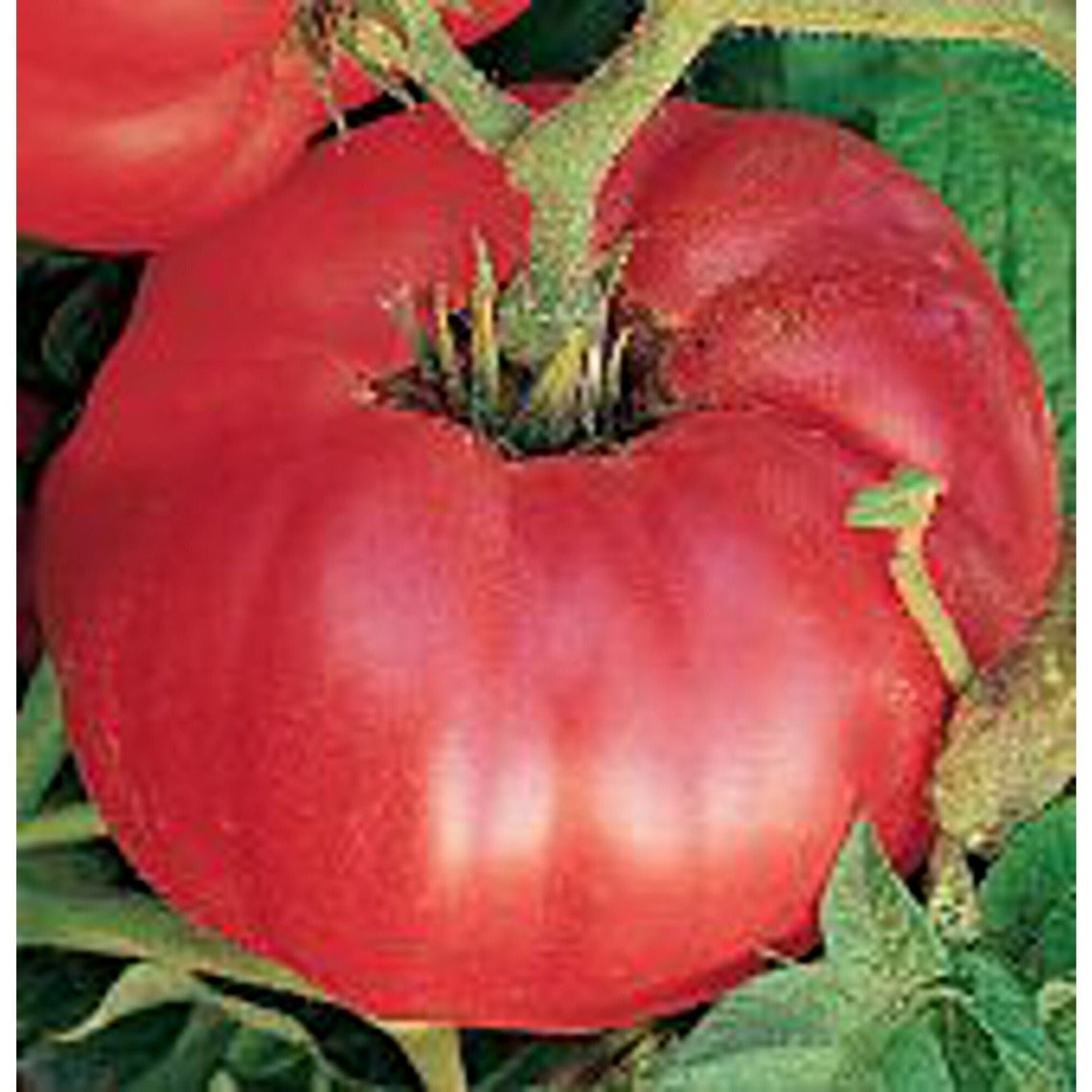 German Johnson Tomato (regular Leaf) Seeds - Etsy