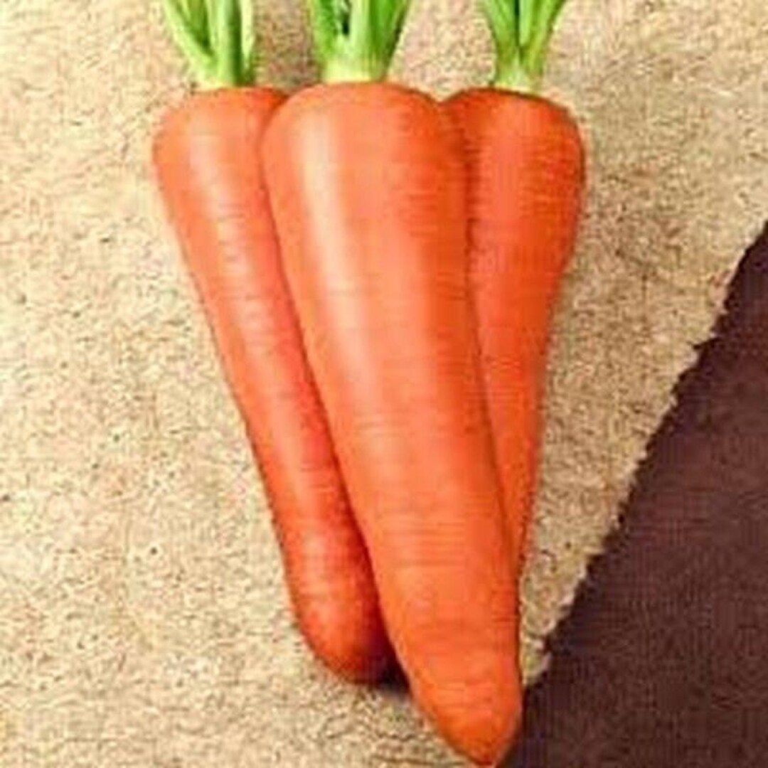 Envy Hybrid F1 Carrots Seeds - Etsy
