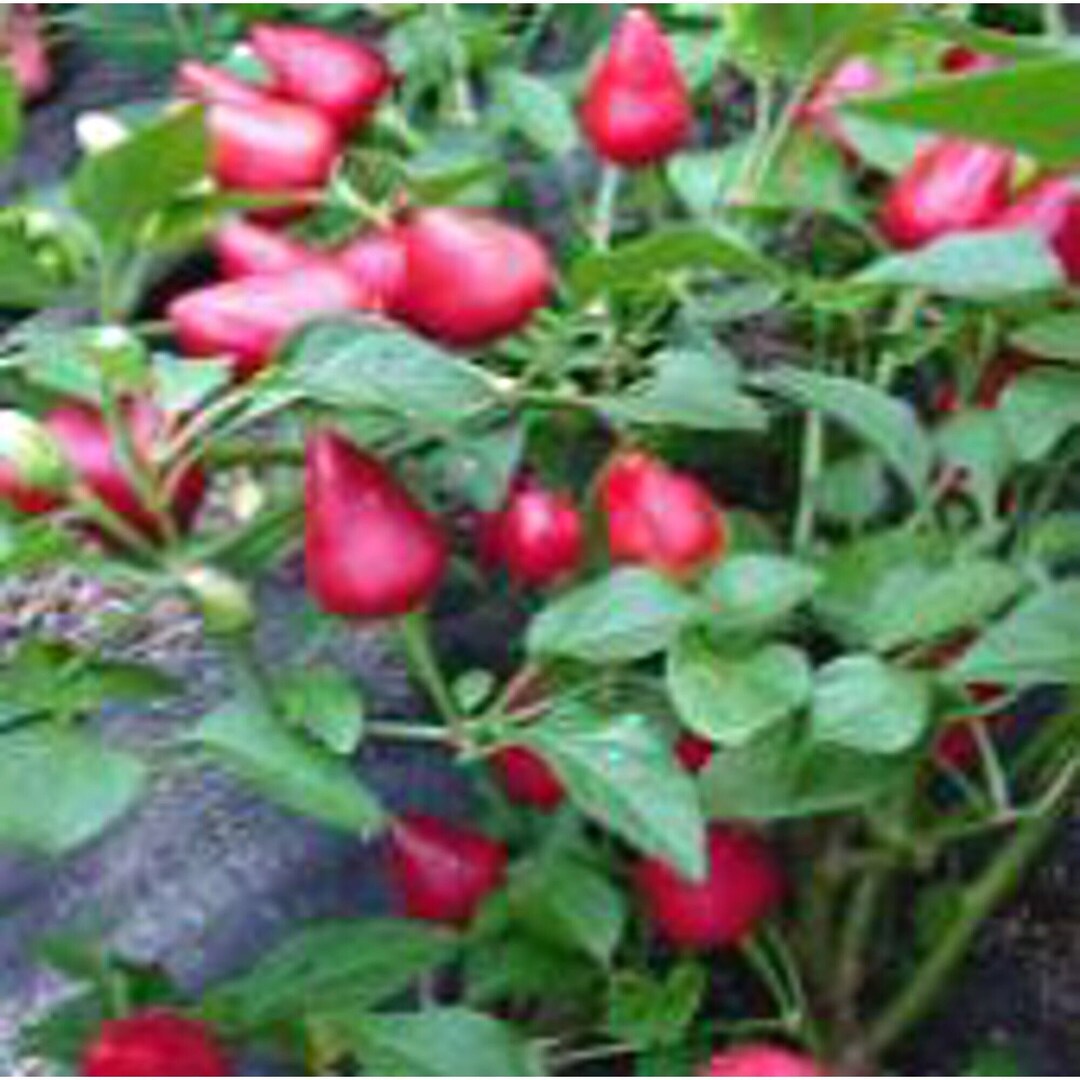 Tennessee Teardrops Hot Peppers Seeds - Etsy