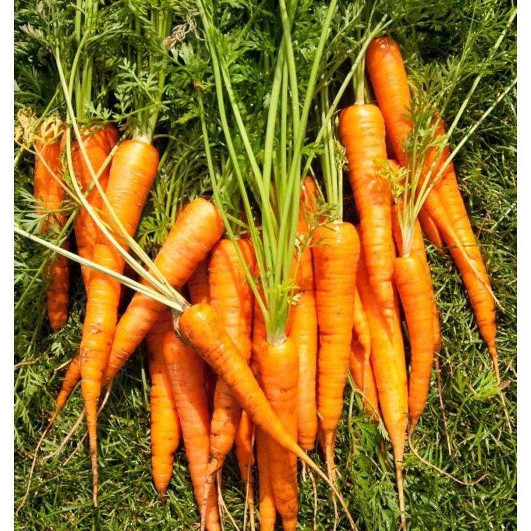 Neptune (hybrid) Carrot Seeds - Etsy