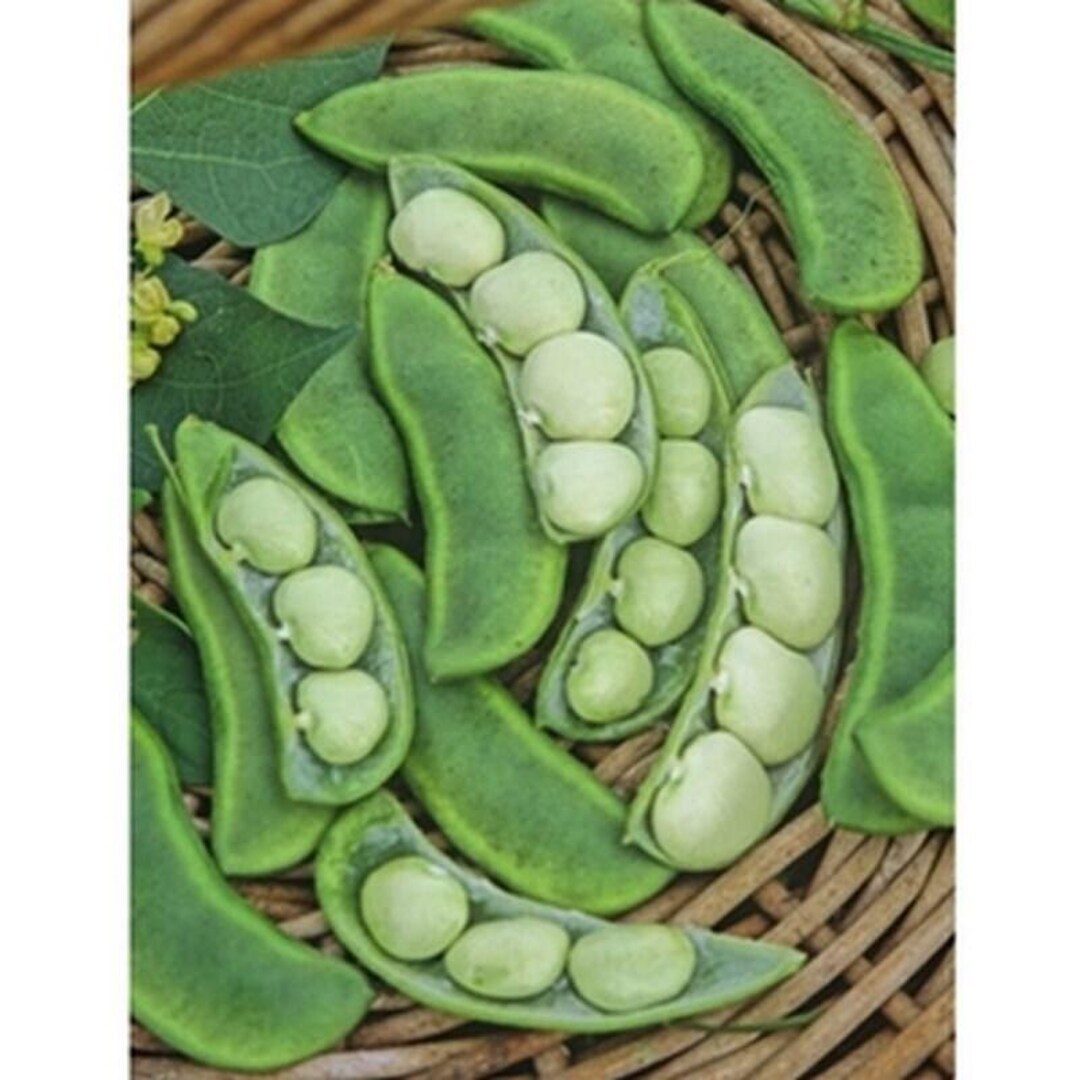 Eastland Bush Lima Beans Seeds - Etsy