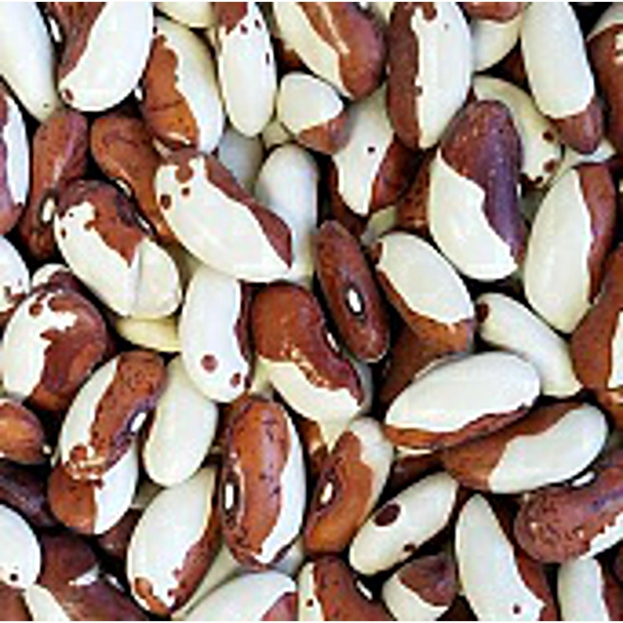 Snowcap Pole Beans Seeds - Etsy