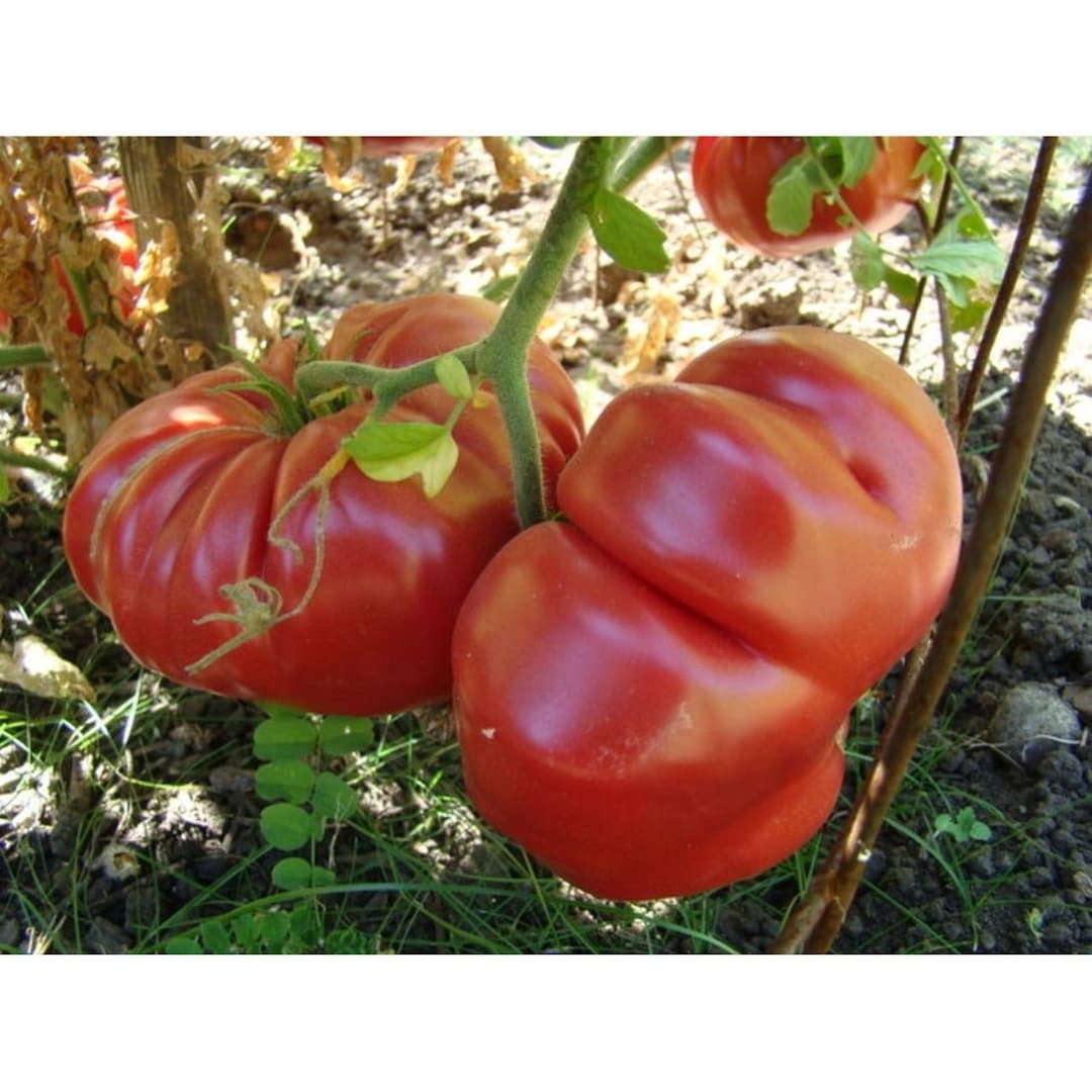 Dutchman Tomato Seeds - Etsy
