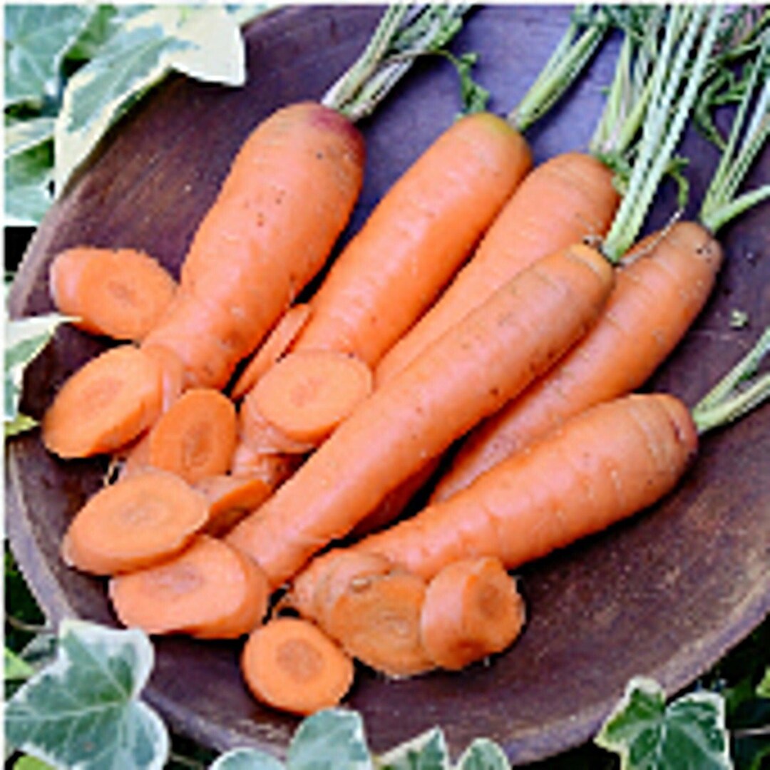 Flyaway Carrots Seeds - Etsy