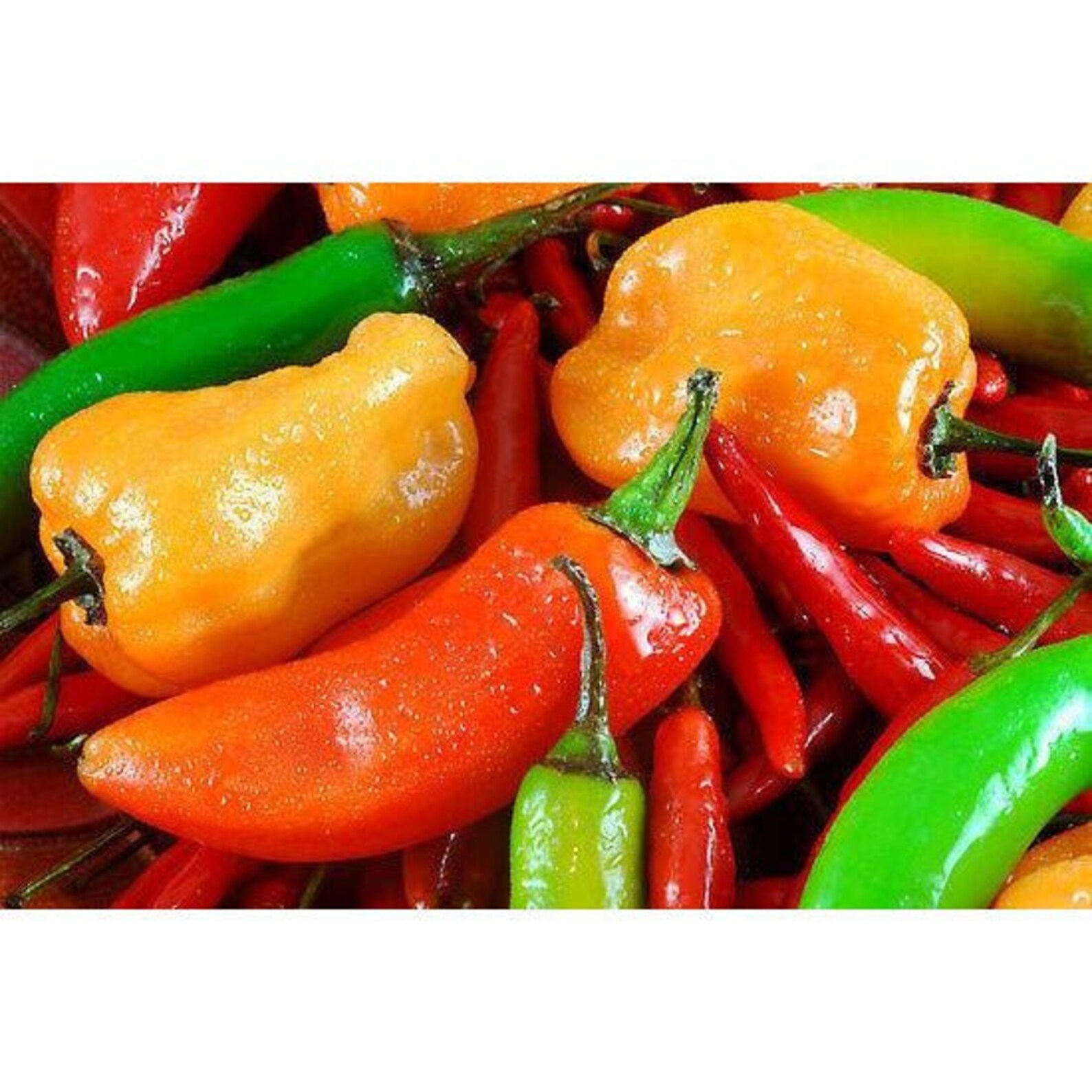 Giant Pepper Mix Seeds - Etsy
