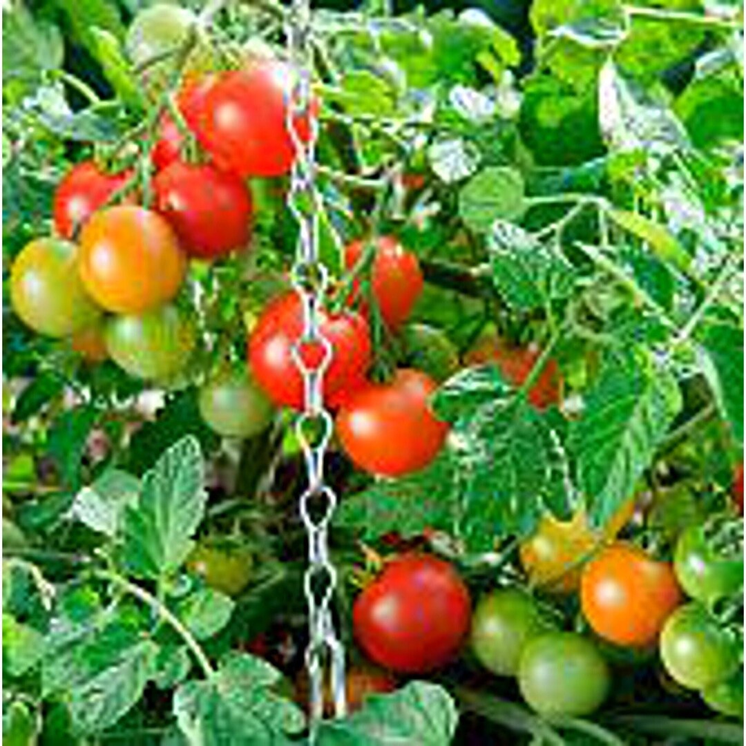 Terenzo Tomato Seeds - Etsy