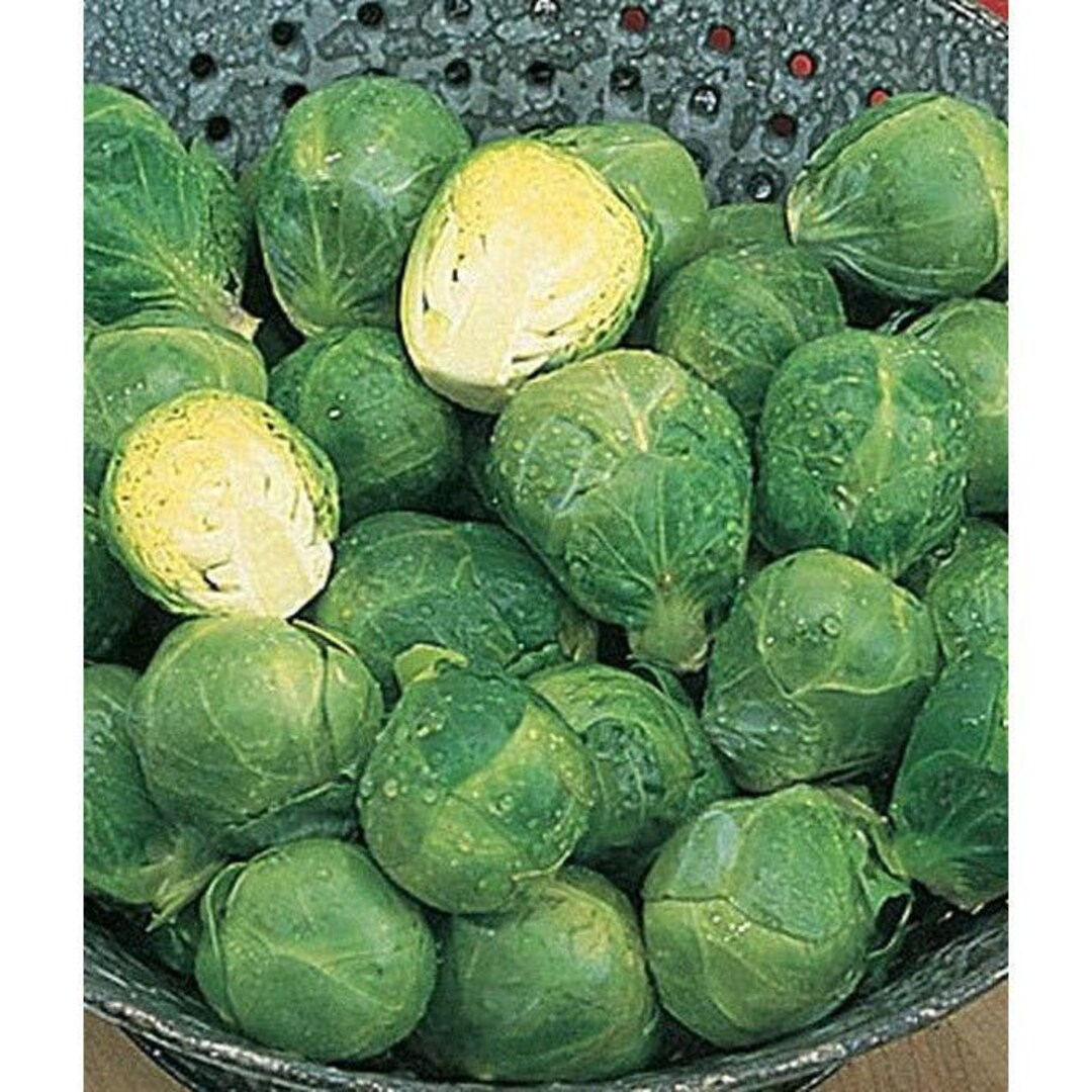 Catskill Brussel Sprouts Seeds - Etsy