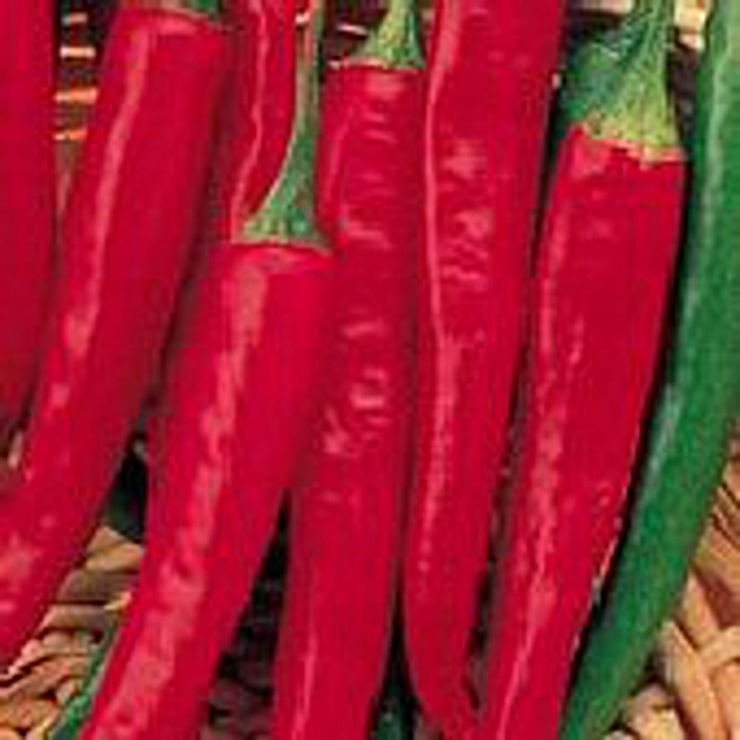 Cayenne Long Thin Hot Peppers Seeds - Etsy