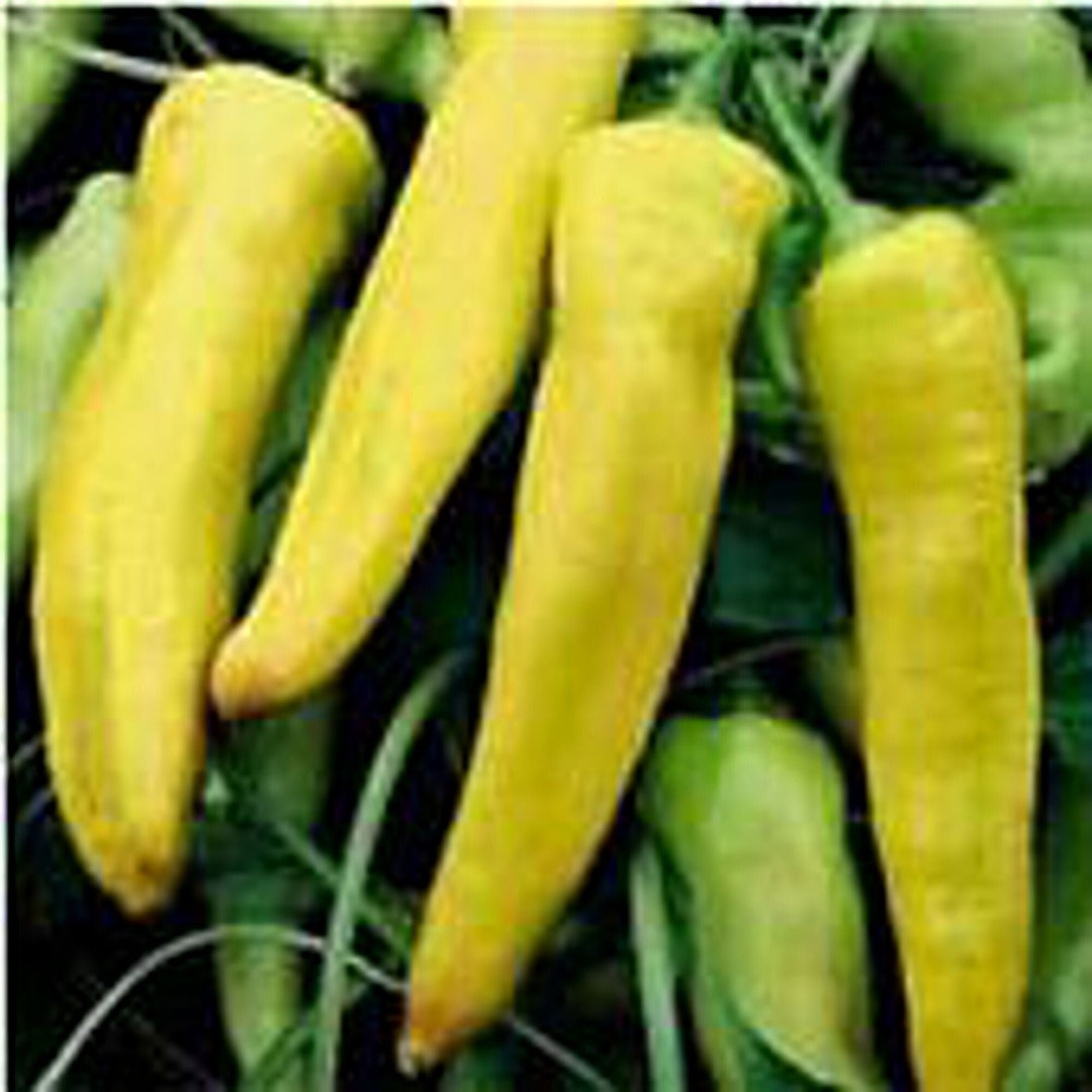 Banana Bounty Sweet Peppers Seeds - Etsy