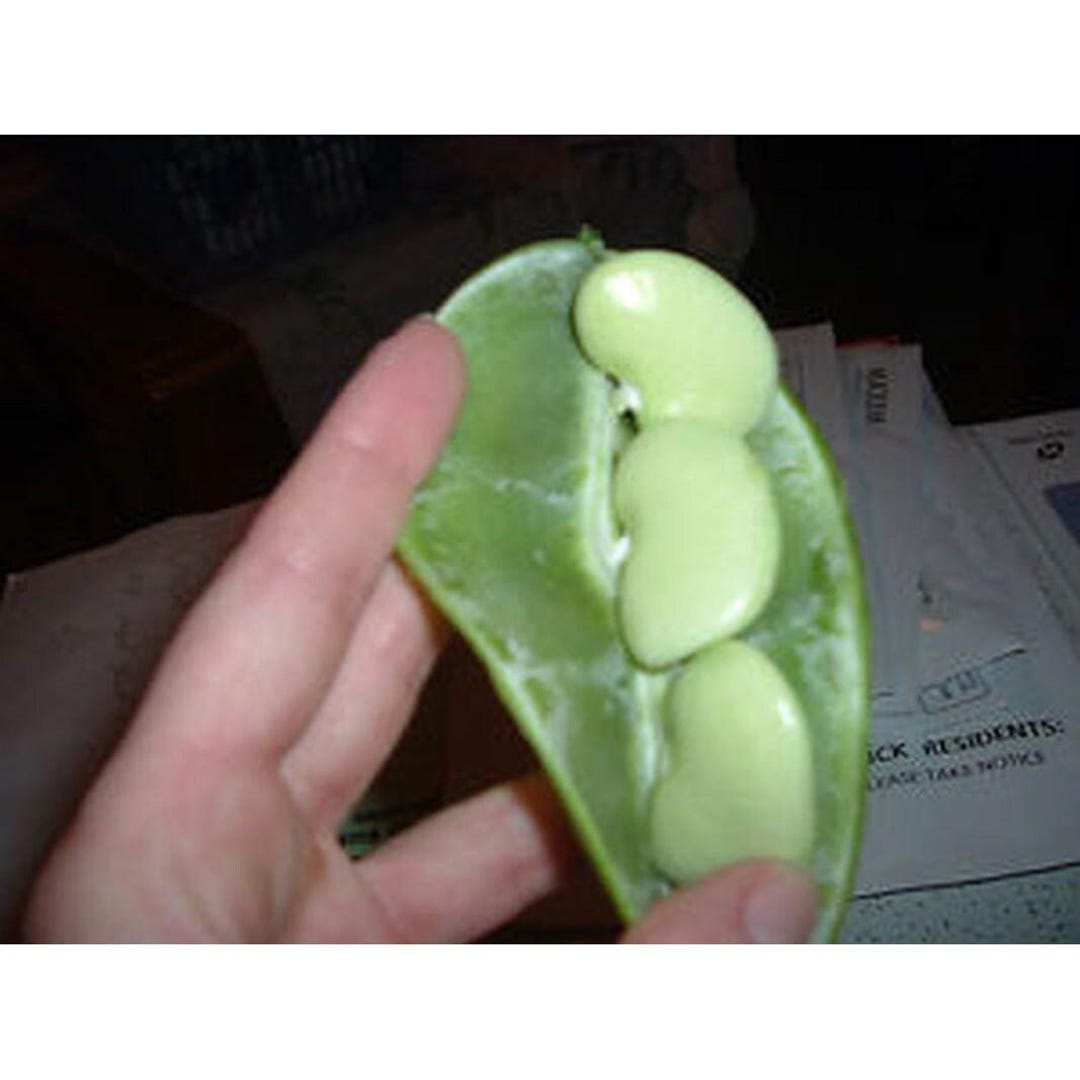 Big Mama Lima Bean Seeds - Etsy