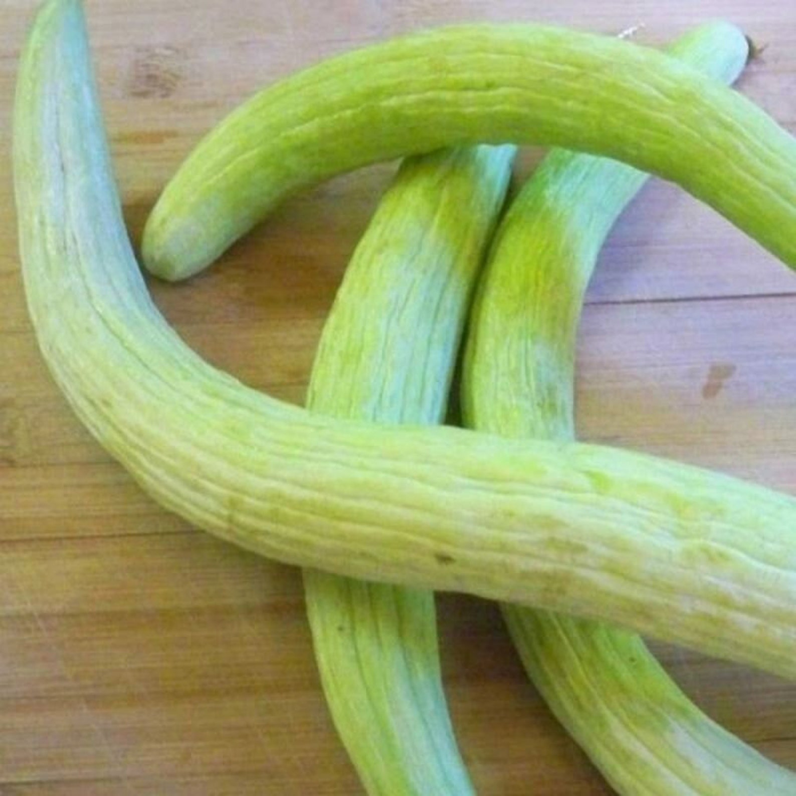 Armenian Metki White Serpent Cucumber Seeds - Etsy