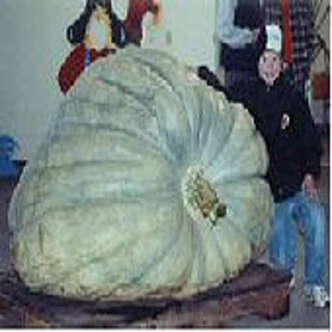 Giant Show King Squash Seeds - Etsy