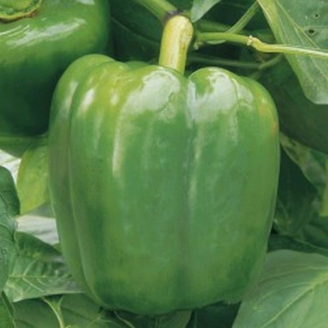 New Ace F1 Hybrid Pepper Seeds - Etsy