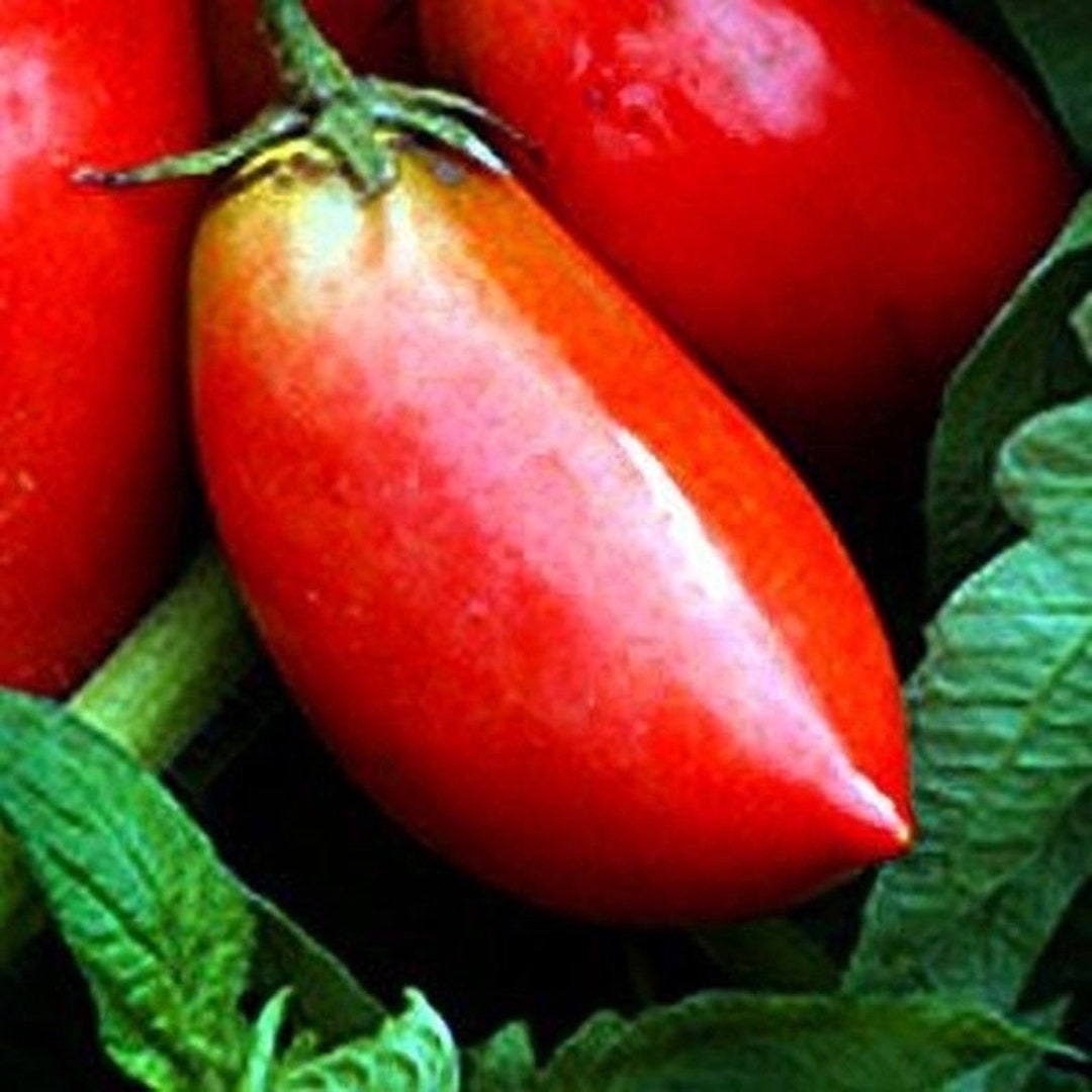 Polish Paste Tomato Seeds - Etsy