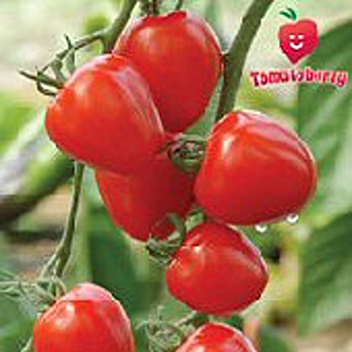 Tomatoberry Tomato Seeds - Etsy