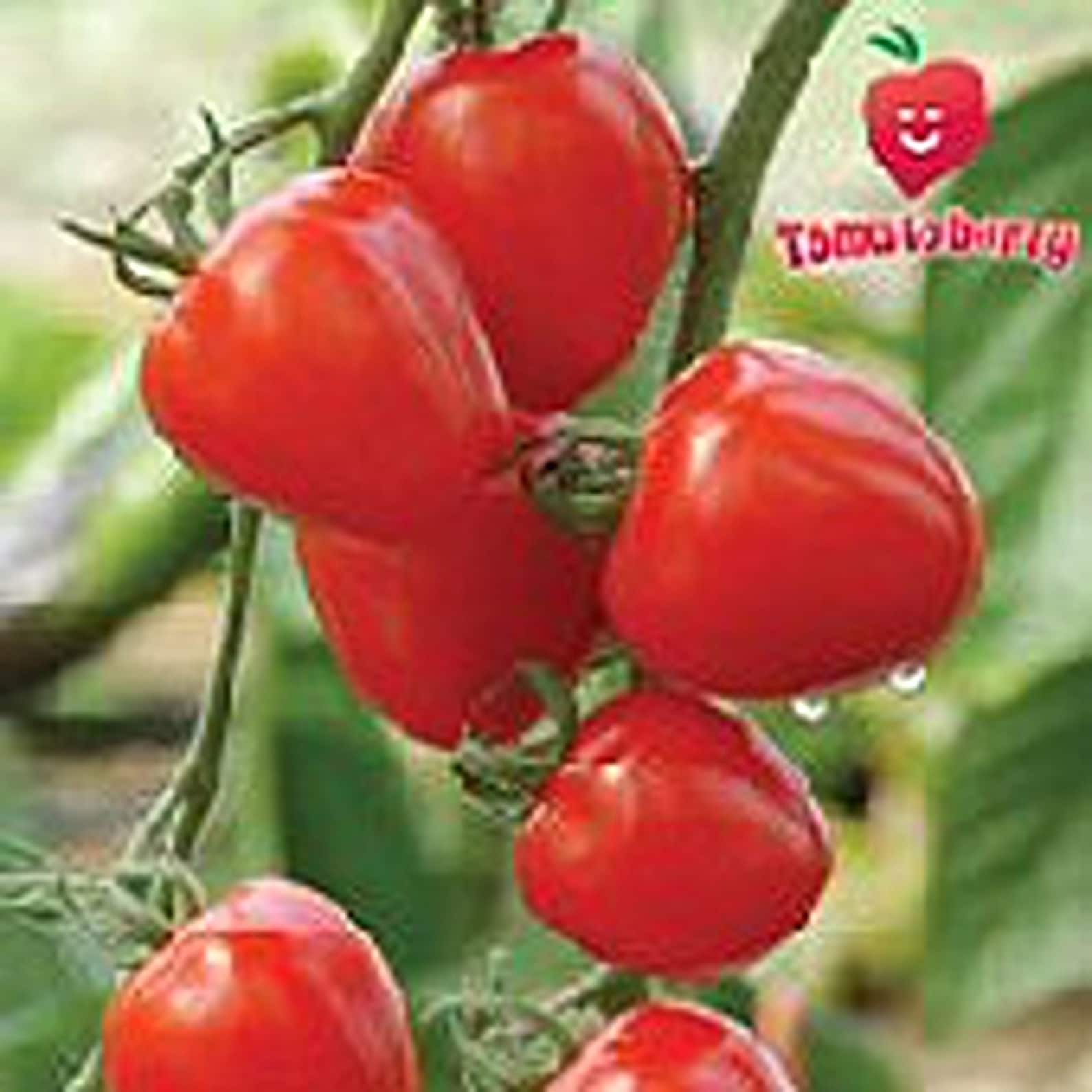 Tomatoberry Tomato Seeds - Etsy