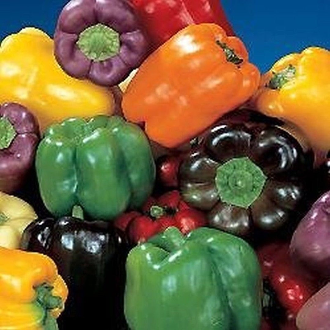 Gourmet Rainbow Mix Sweet Bell Peppers F1 Hybrid Seeds - Etsy