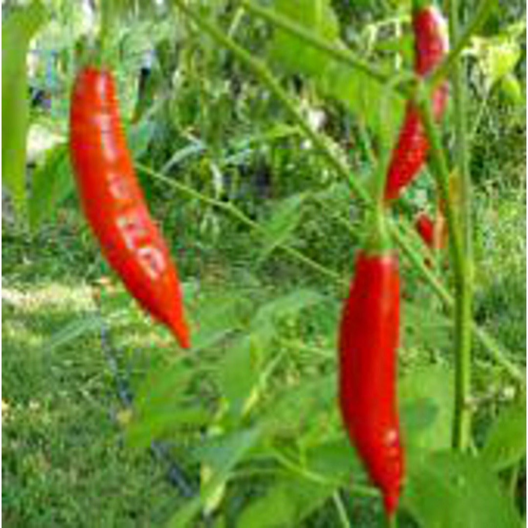 Aji Brazilian Dedo De Moca Hot Peppers Seeds - Etsy