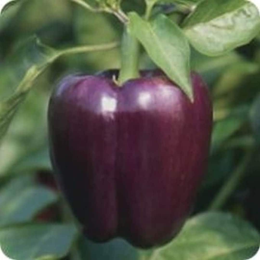 Sweet Purple Beauty Bell Pepper - Etsy