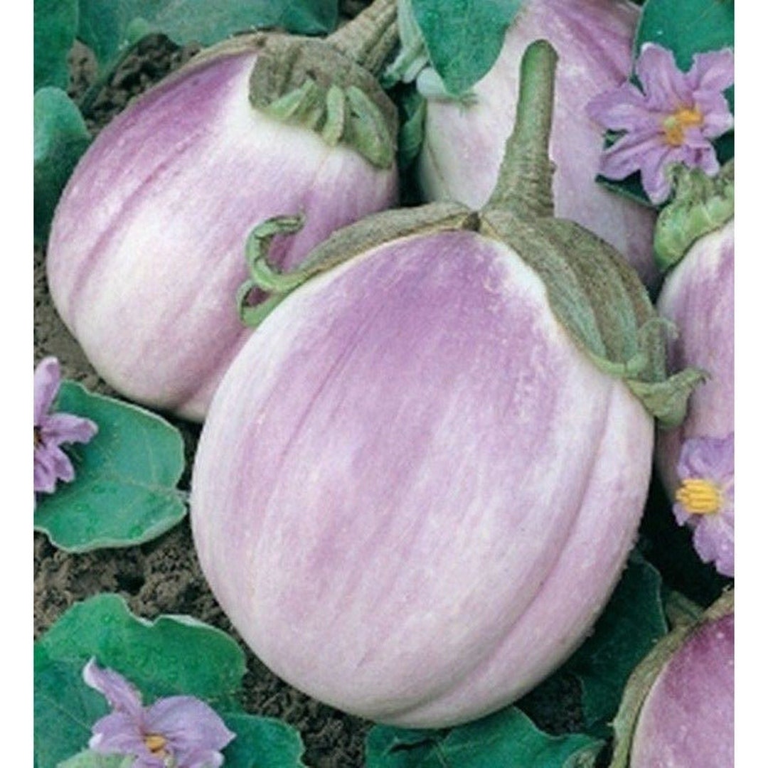 Rotunda Romanesca Italian Eggplant Seeds - Etsy