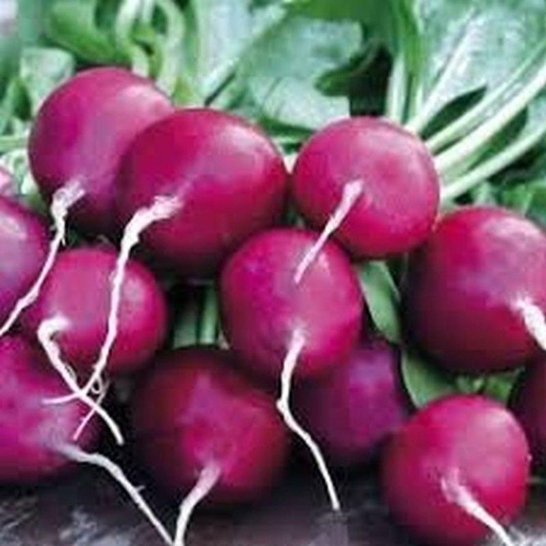 Purple Plum Radish Seeds - Etsy