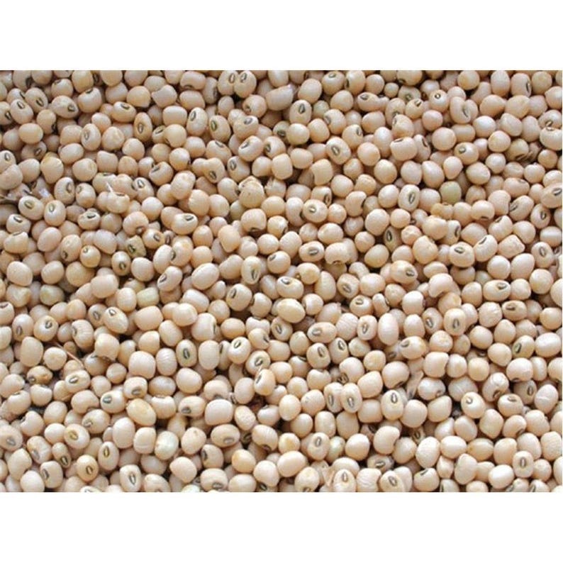 Lady Pea (tiny White Peas) Seeds - Etsy
