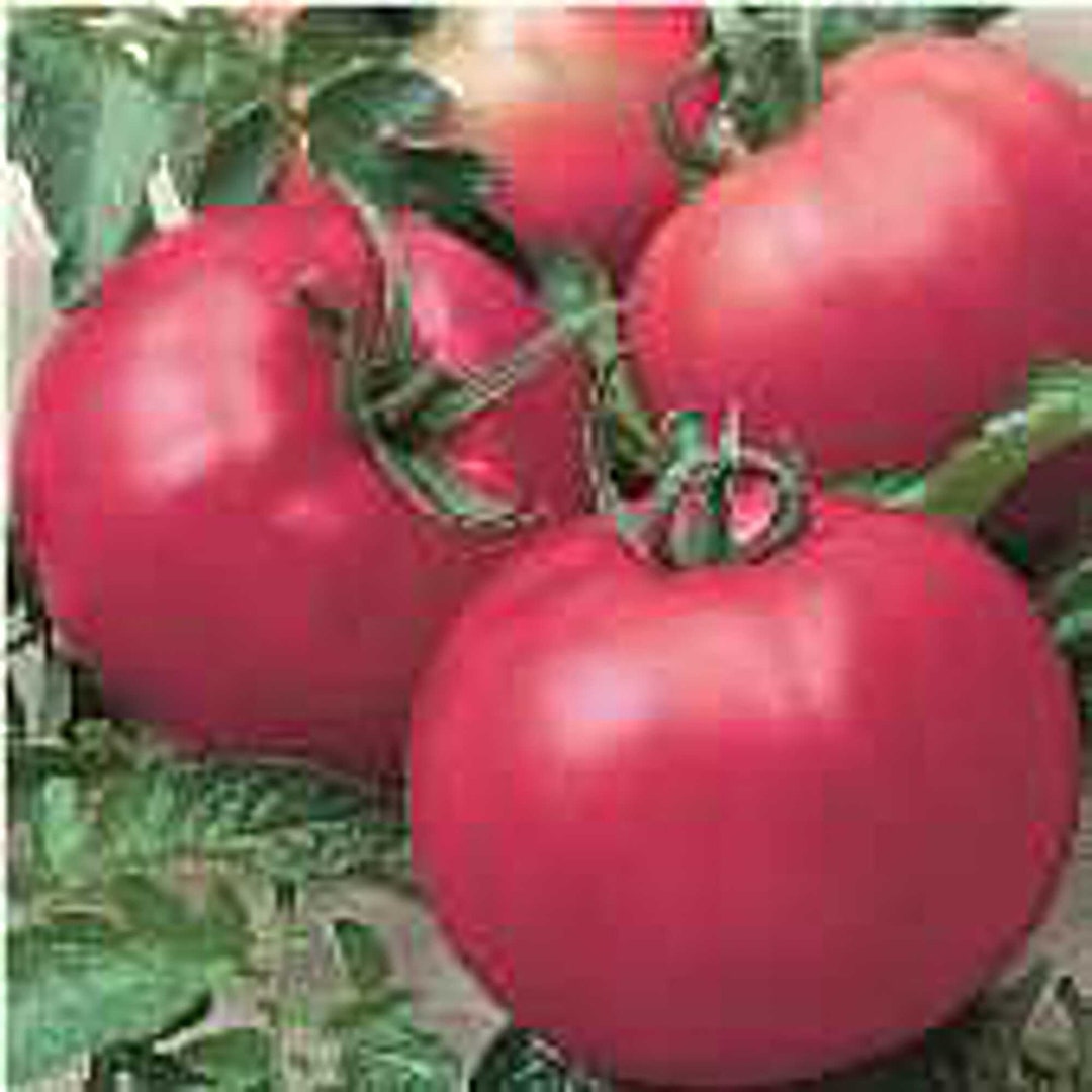 Chef's Choice Pink Tomato Seeds - Etsy