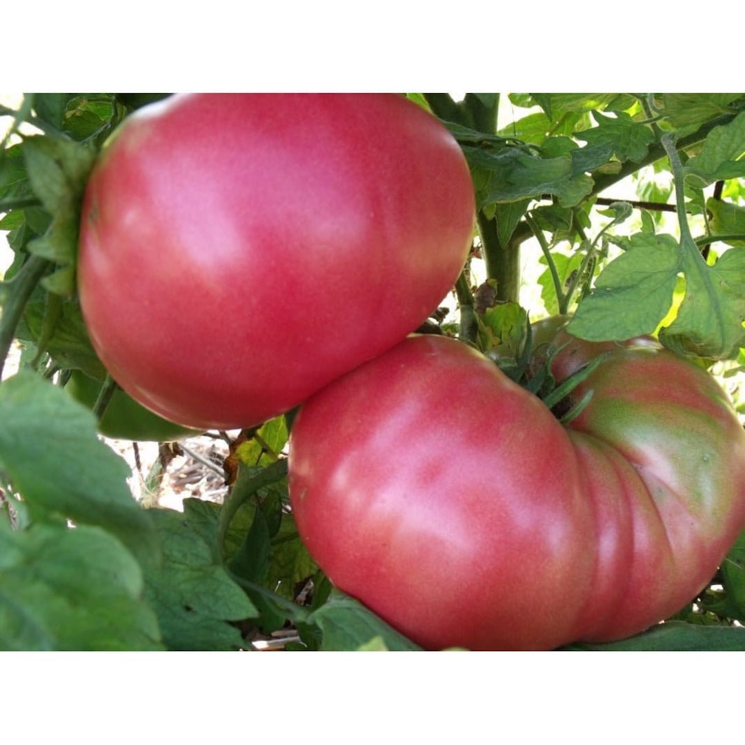 Dester Tomato Seeds - Etsy