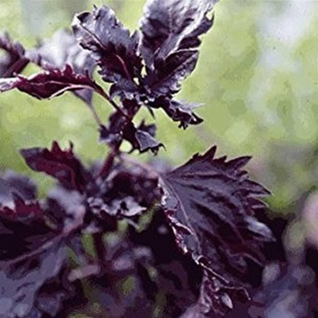 Purple Ruffles Basil Seeds - Etsy