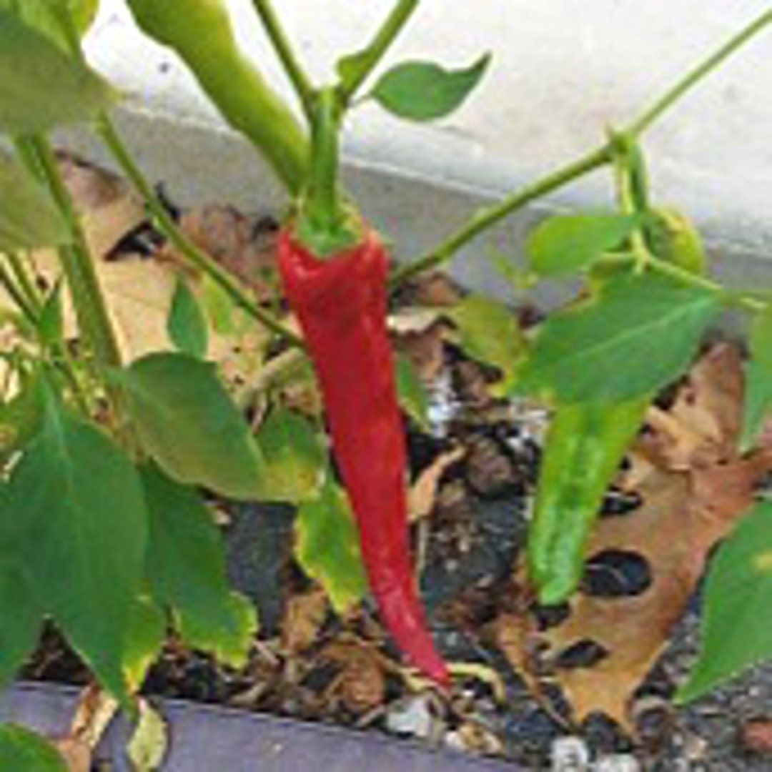 Carolina Cayenne Hot Peppers Seeds - Etsy